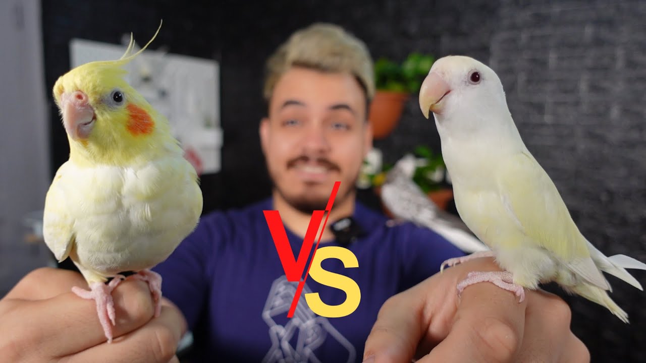 أيهم افضل ببغاء الكوكتيل ام ببغاء الروز ؟ Youtube