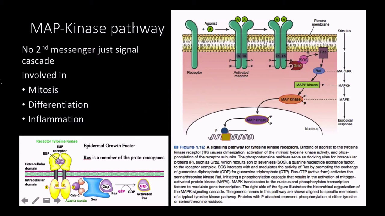 Mitogens: pathway and response - YouTube