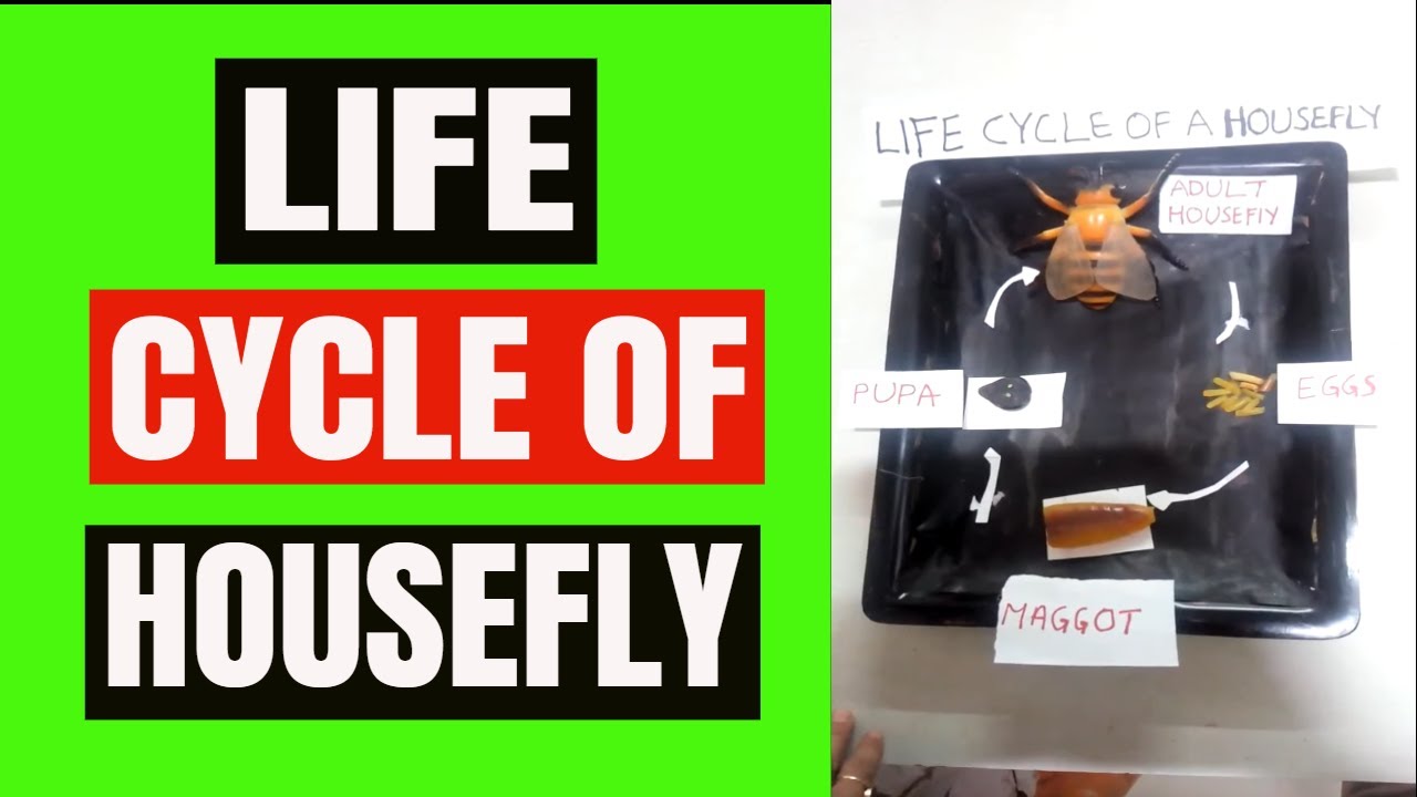 Life Cycle Of A Housefly Detailstudy YouTube life-cycle-of-a-housefly-detailstudy-youtube