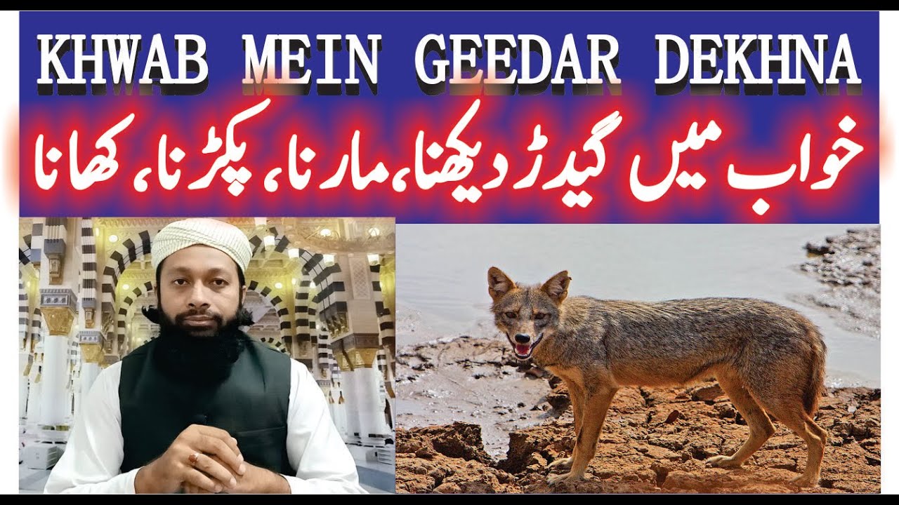 Khwab Mein Geedar Dekhna Ki Tabeer | خواب میں گیدڑ دیکھنا | Jackal In ...