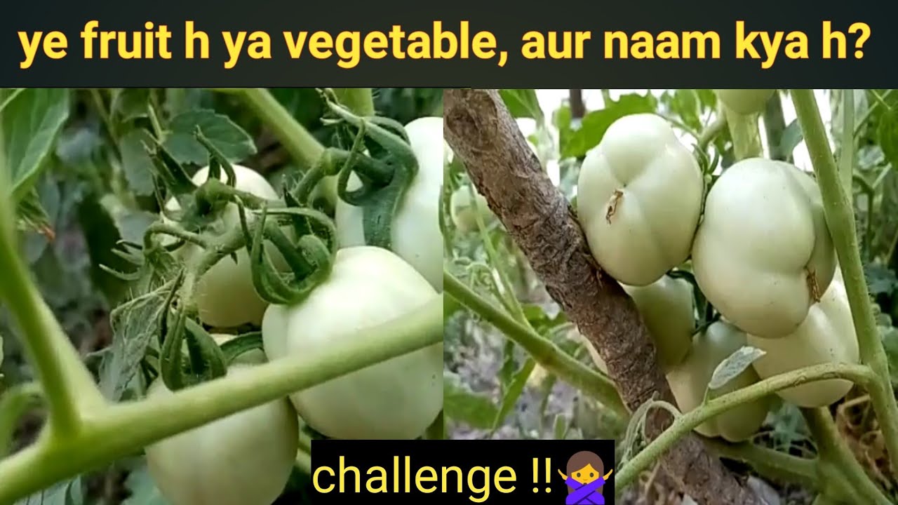 ye fruit h ya vegetable, aur naam kya h ? - YouTube