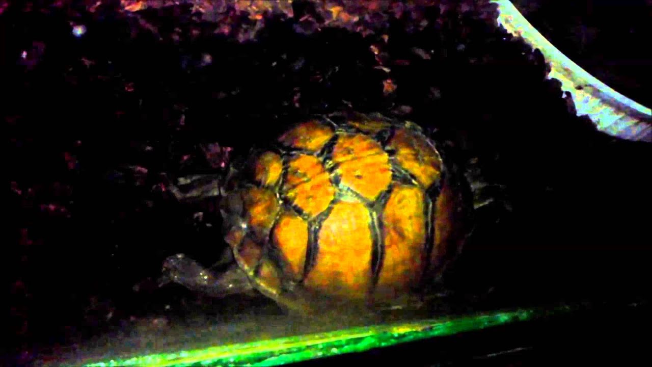 Nesting Behavior - 4YO Three-Toed Box Turtle - YouTube