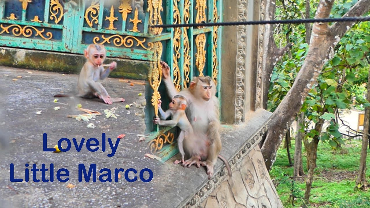 W.o.w What a lovely Little Marco Is! Mama Monny very caring Little ...