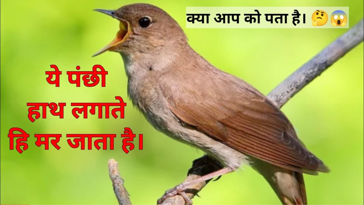 टिटोनी पक्षी के बारे में जानकारी | टिटोनी पक्षीwikipedia | titoni bird ...