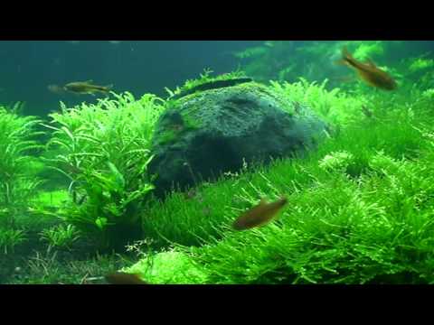 аквариум с мхами - YouTube