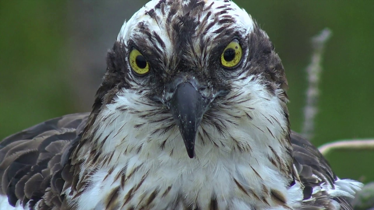 Eye Freckles in Ospreys - YouTube