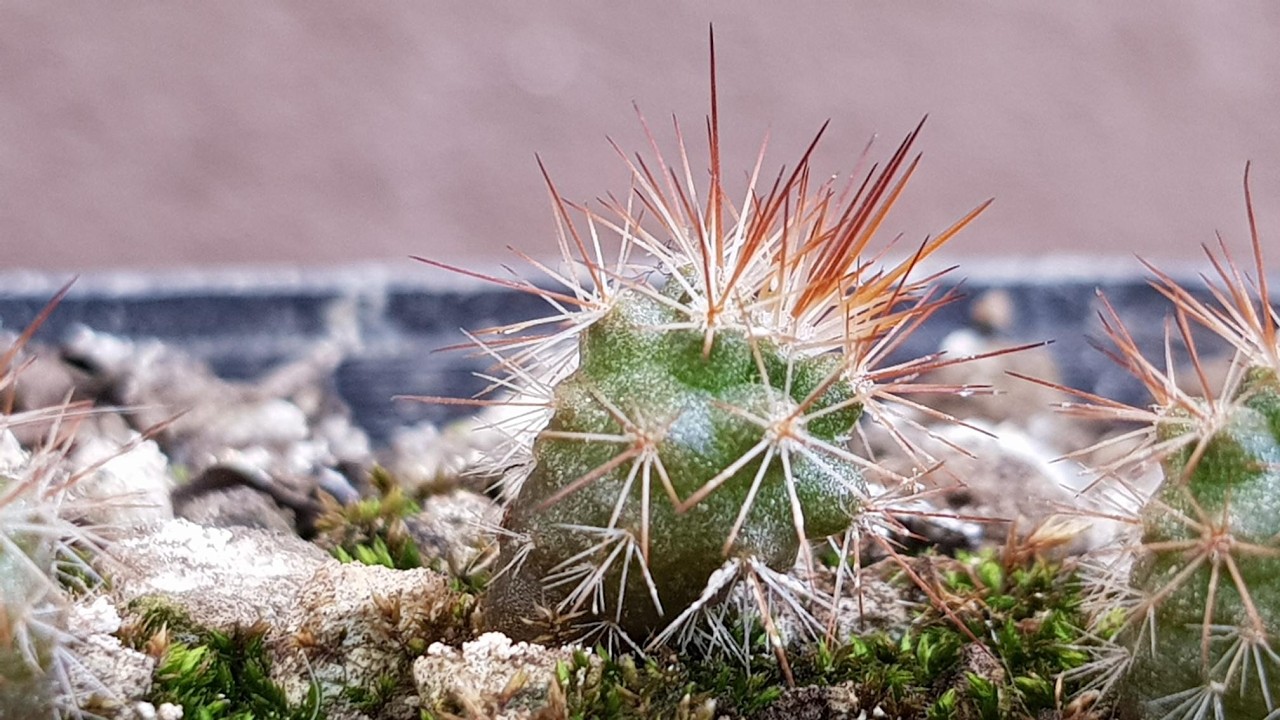 2da. Actualización cactus por semillas - 2nd. Cactus update by seeds ...