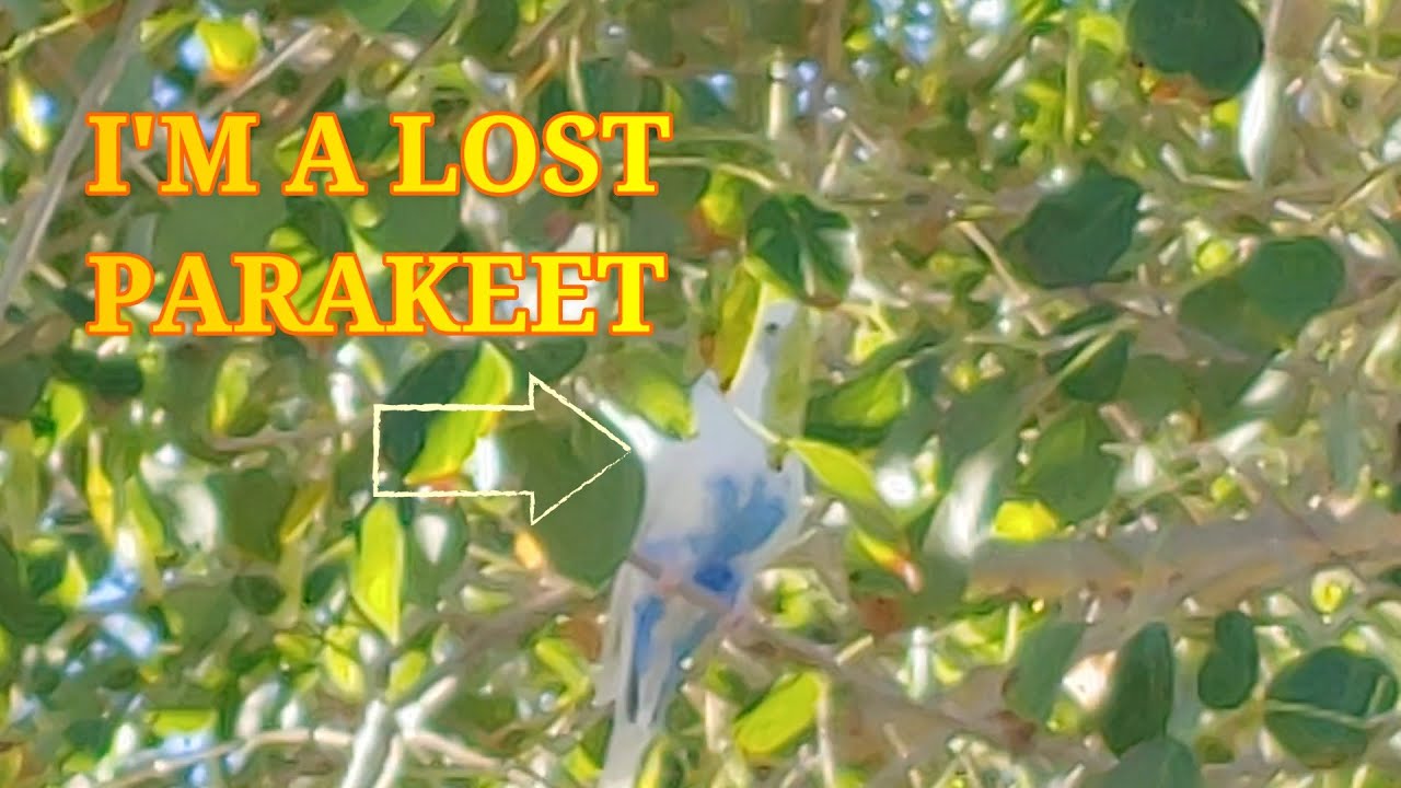 I TRY AND CATCH A LOST PARAKEET - YouTube