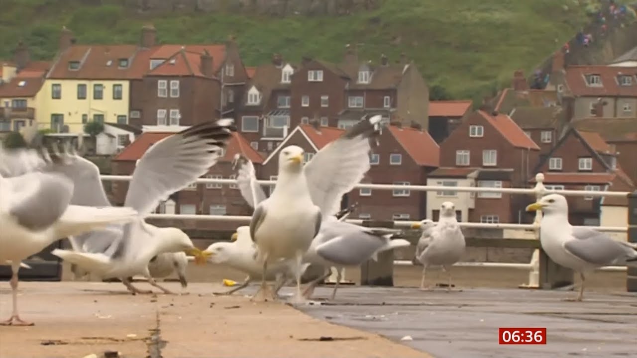 Combating seagulls stealing your chips at the seaside (UK/(Global ...