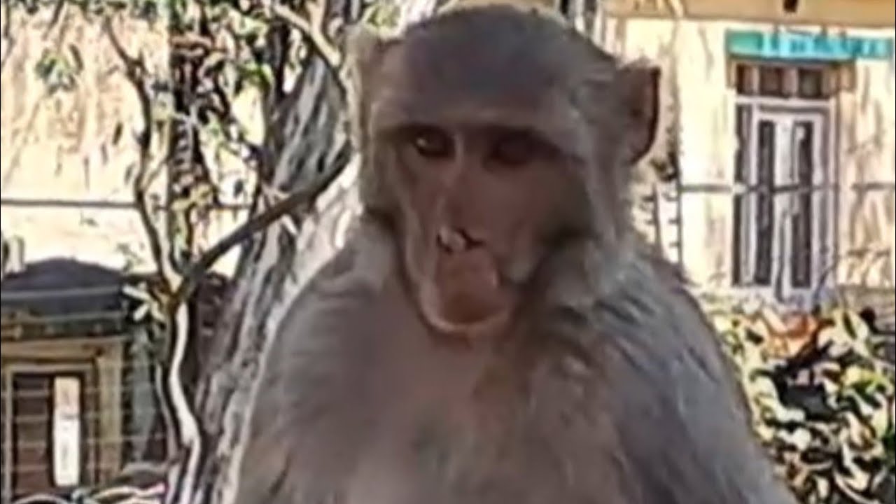 Funny Monkey Video | Lot of fun 😄 🤣 - YouTube