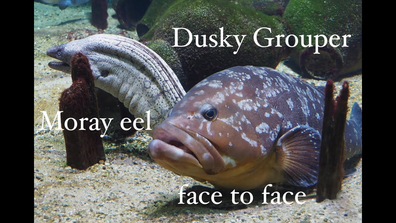 Uncommon behaviour: Grouper stalks moray eel, Medes Islands, Spain ...