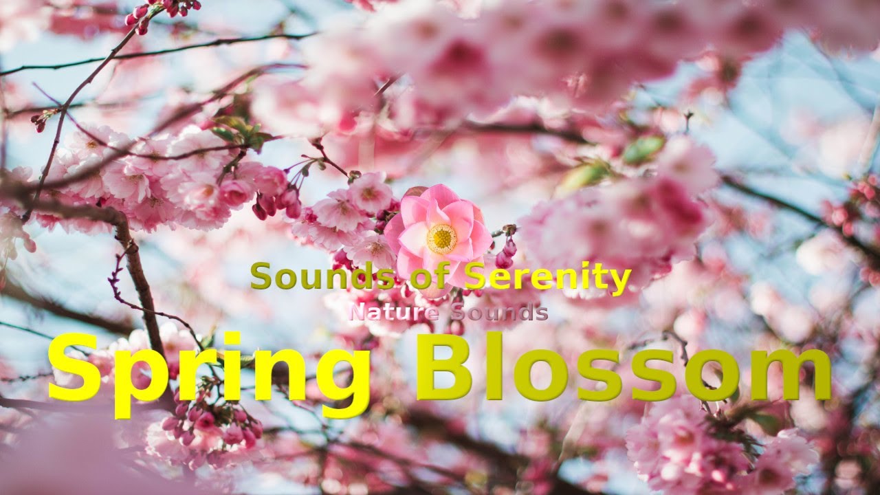 Relaxing & Calming Spring Blossom 🍀 Nature Sounds 🌸 Sounds of Serenity ...