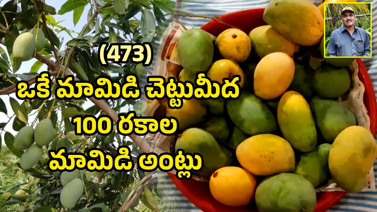 Different varieties of mangoes on 100 grafted mango tree||hari babu ...