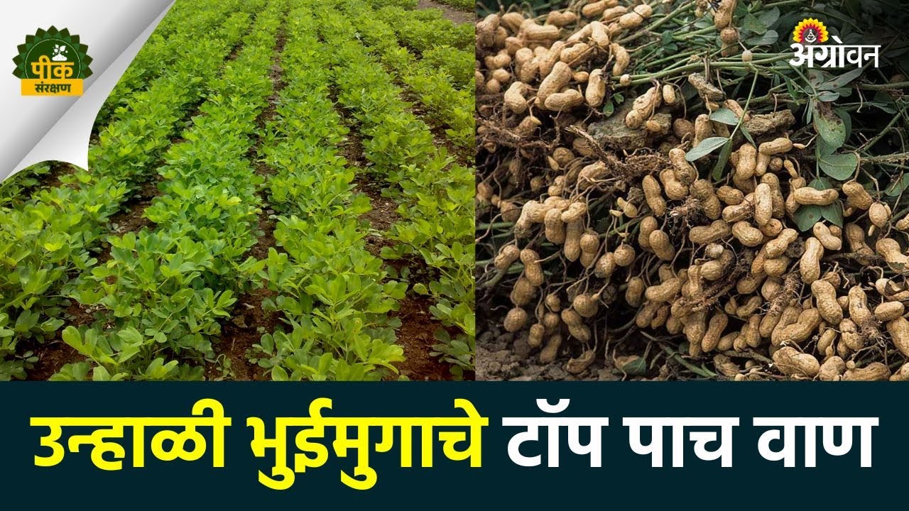Summer Groundnut Variety : उन्हाळी हंगामासाठी भुईमुगाच्या याच वाणांची ...