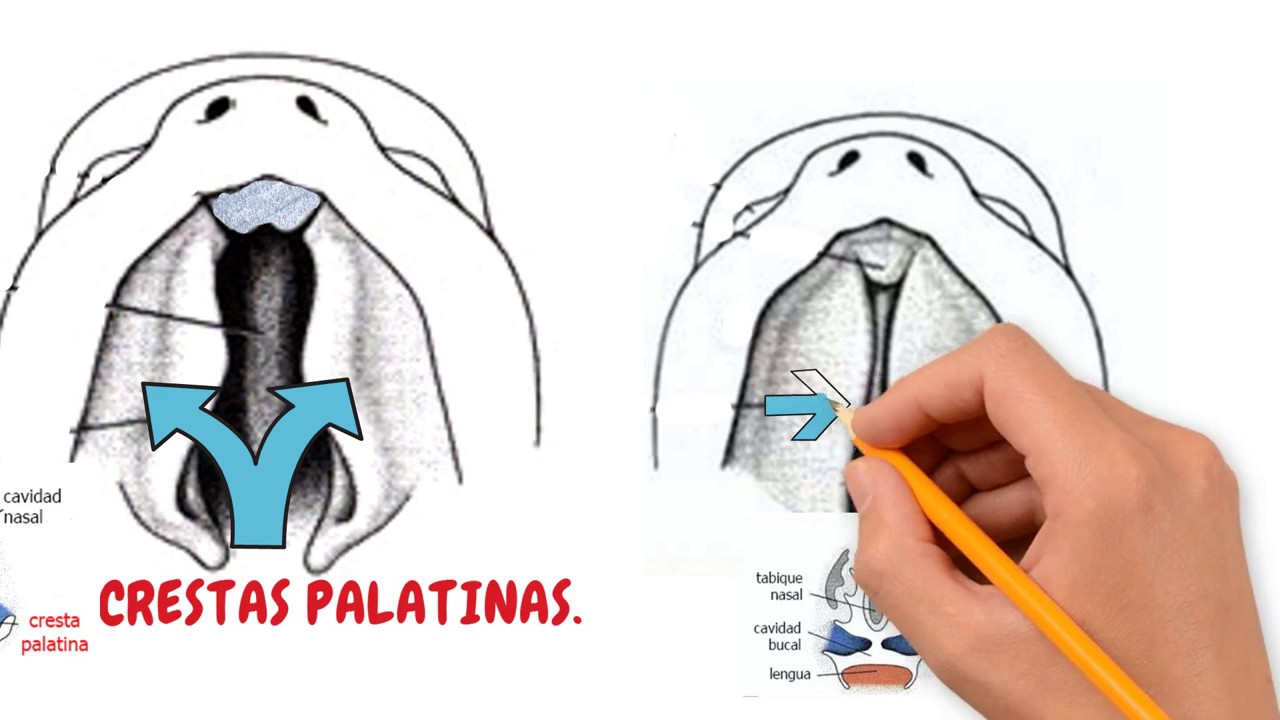 (6/6) DESARROLLO DE LA CABEZA: Paladar - YouTube
