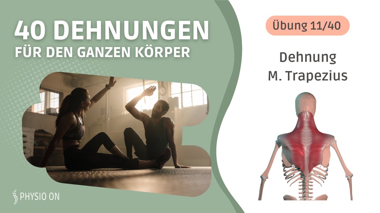Dehnung Trapezius/Trapezmuskel (11/40) ️ Großer Dehnungskurs von ...