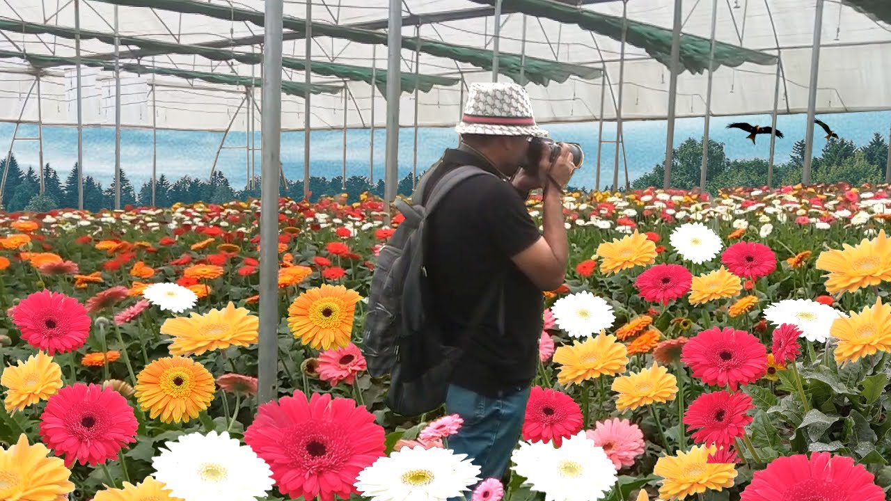 Visit a Spectacular Gerbera Daisy Polyhouse - YouTube
