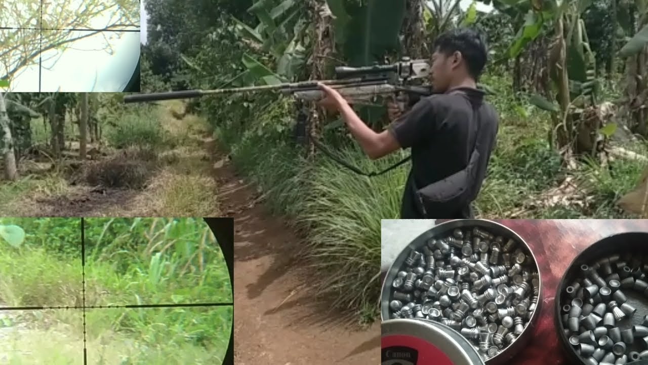 memburu burung tekukur dan burung puyuh di perkebunan warga - YouTube