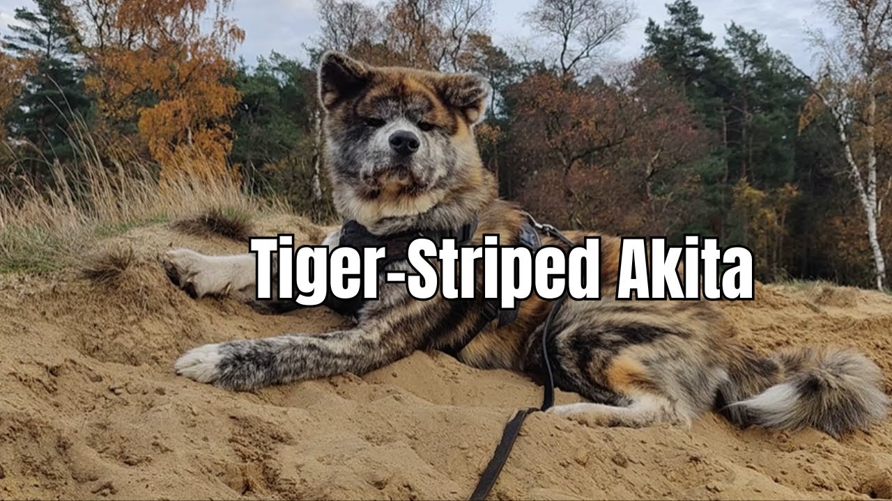 Tiger Striped Akita Musuko in a Golden Autumn Forest - YouTube
