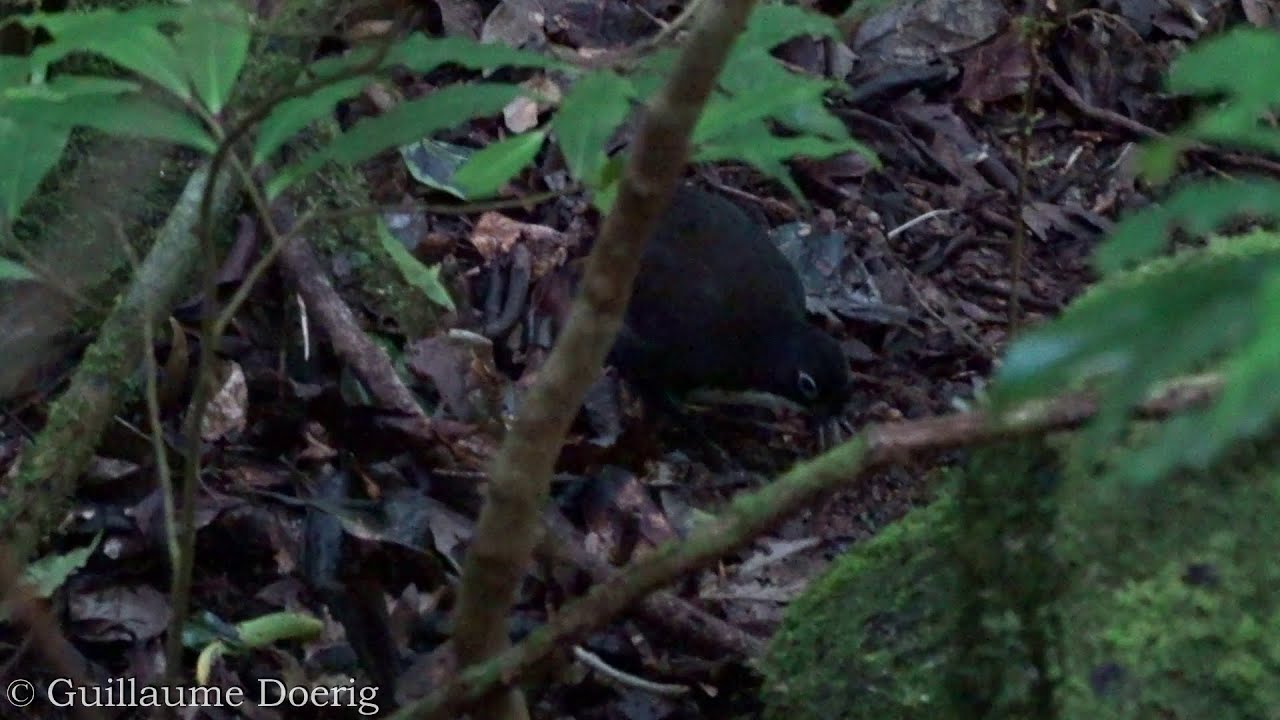 Chowchilla (Orthonyx spaldingii) | Mount Lewis, Queensland (AUSTRALIA ...