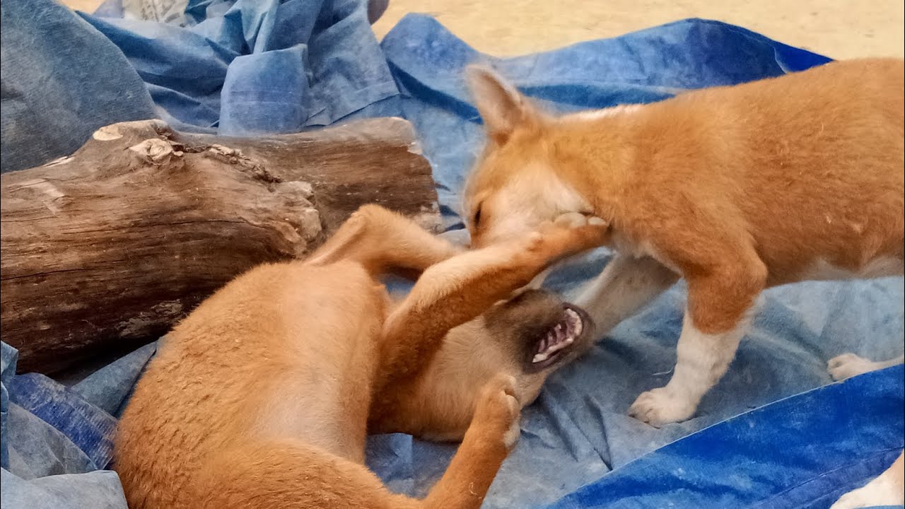 Dog your enjoy stray dog love fighting zzz😴🥰 - YouTube