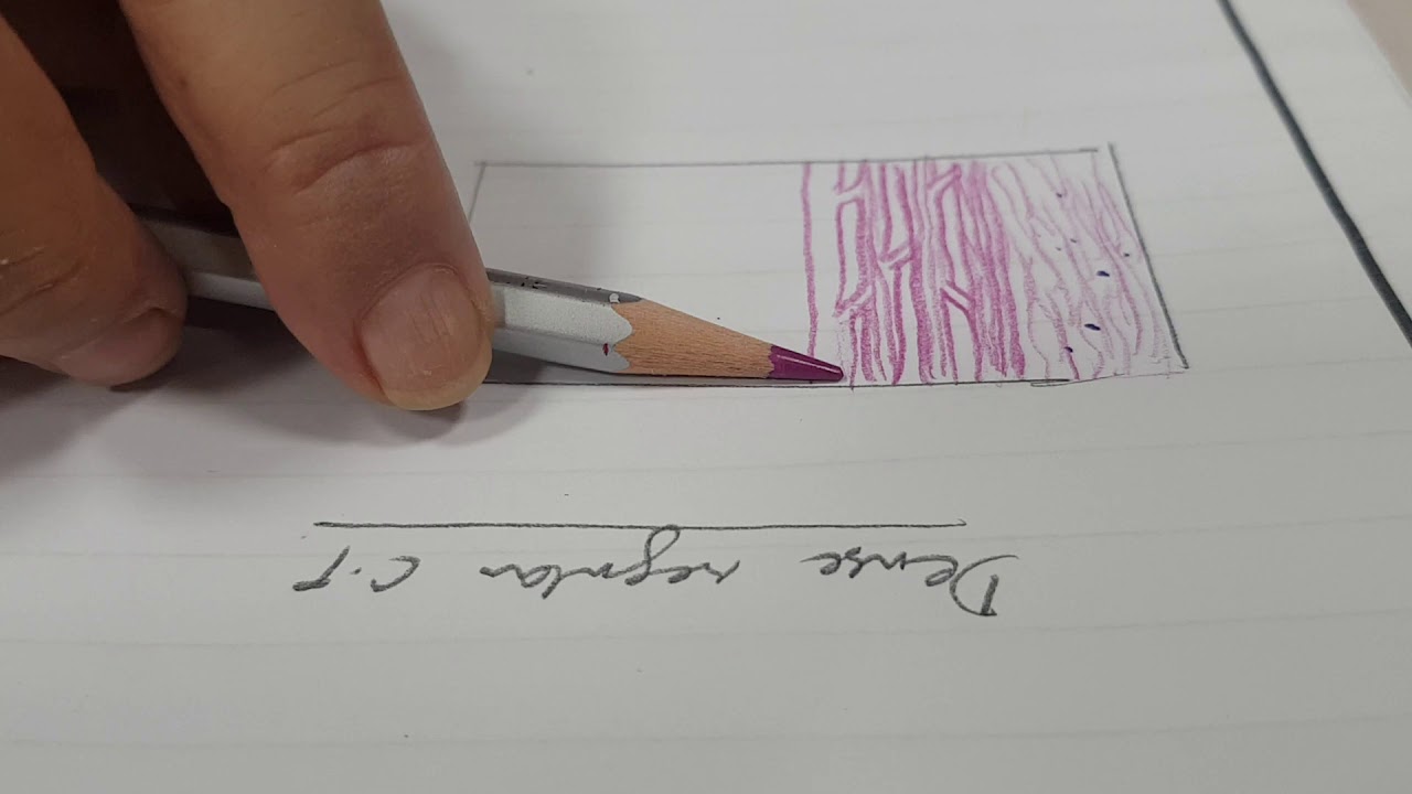 Connective Tissue Dense Regular