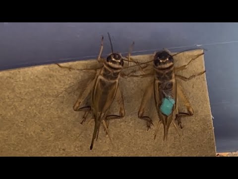 SAM Studio Does Crickets - Week 2 - YouTube