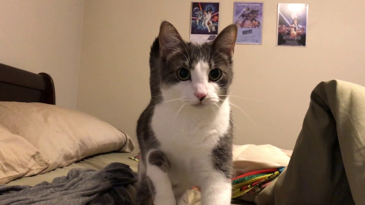 Startled Cat. - YouTube