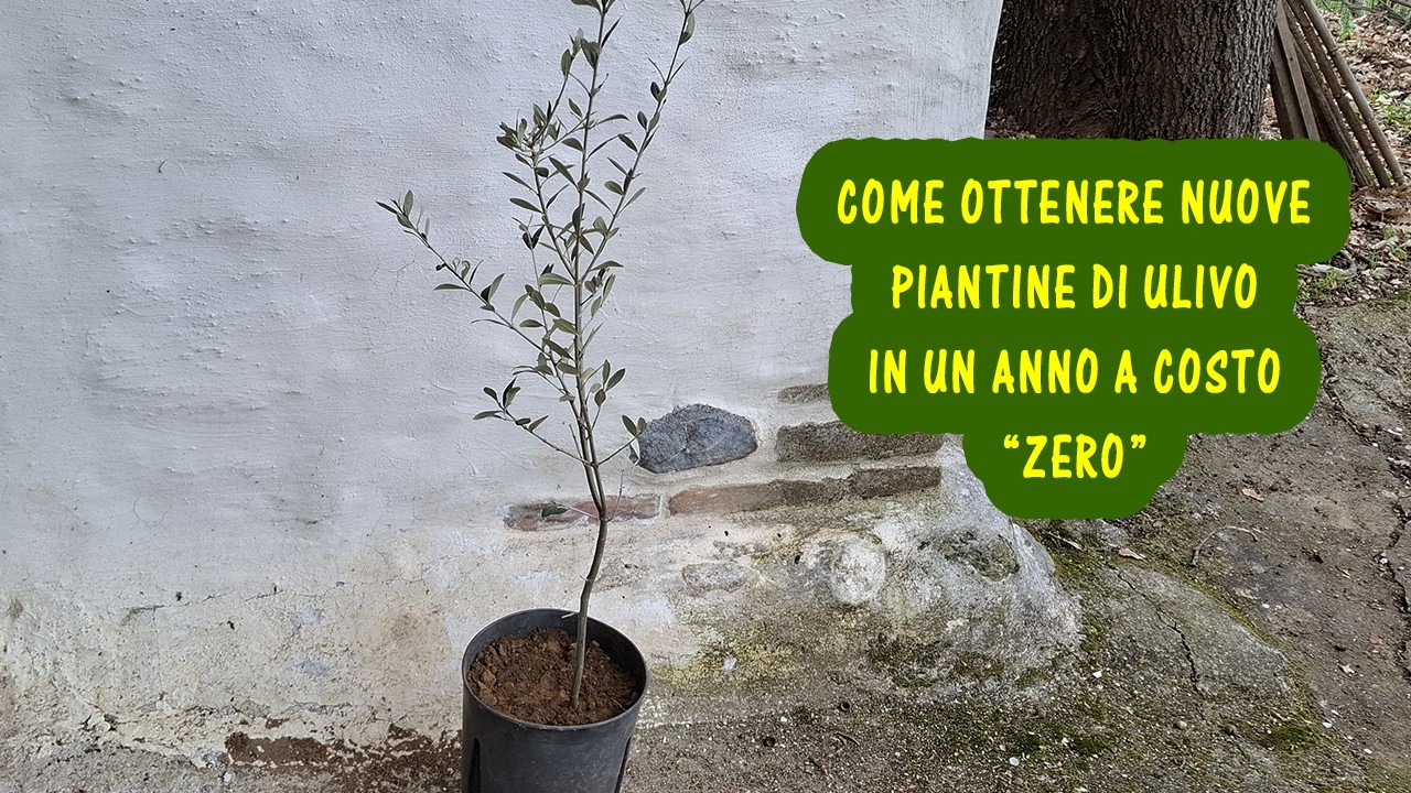 Piante di ulivo a costo zero dopo un anno. Ulivi radicati con i polloni. lMargotta olivo e ...