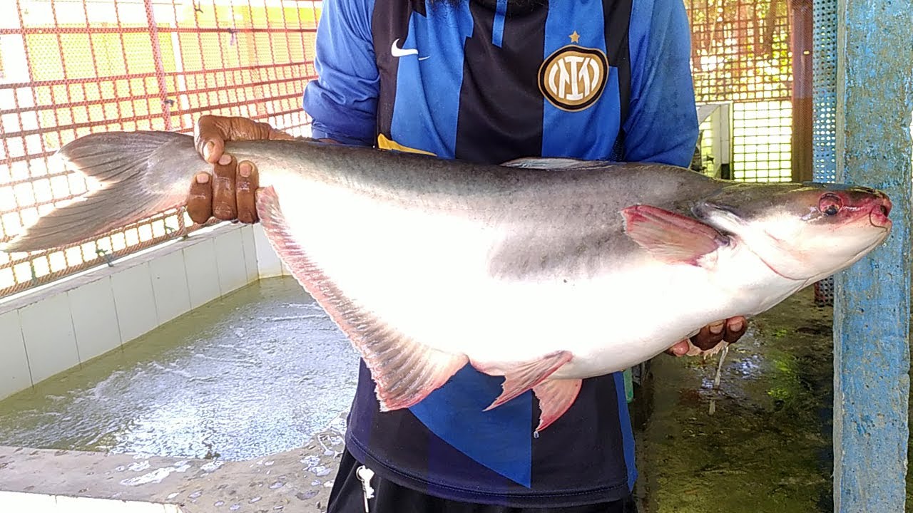 আশ্চর্যজনক চাষের তাজা বড় বড় মাছ | Amazing Farm Fresh Big Fish - YouTube