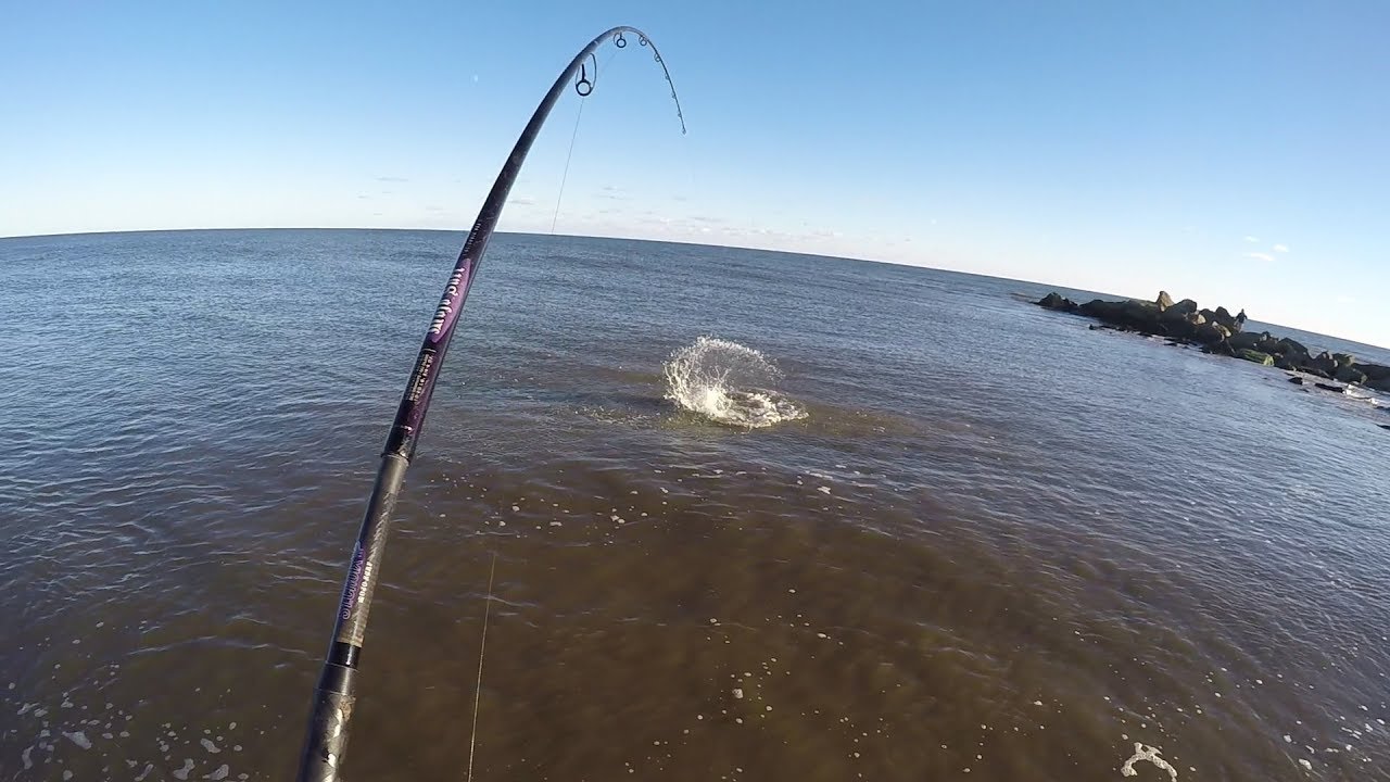 Chocolate Water Striped Bass - FA Lifestyle - YouTube