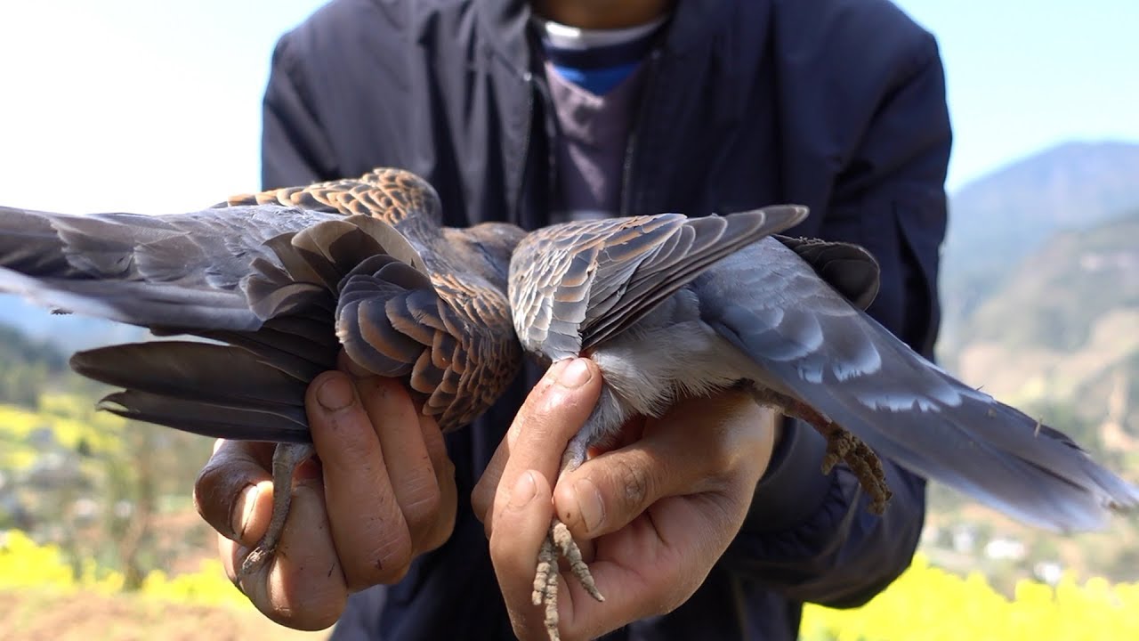 Stir-fried pigeon meat, spicy and refreshing - YouTube