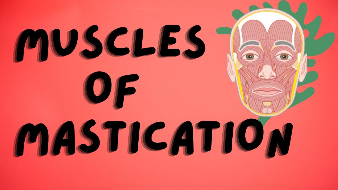 MUSCLES OF MASTICATION | ANATOMY, FUNCTION, INSERTION, ORIGIN, NERVE ...