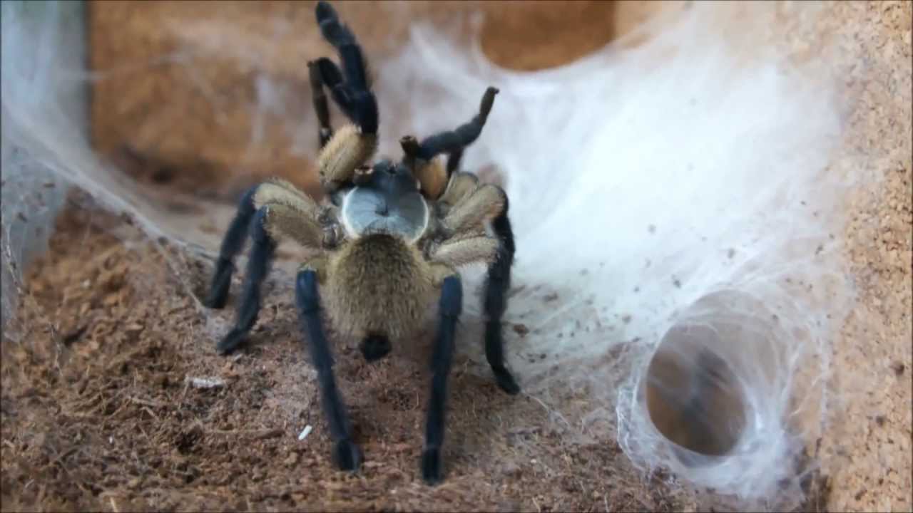 Monocentropus balfouri - mating [2013] - YouTube