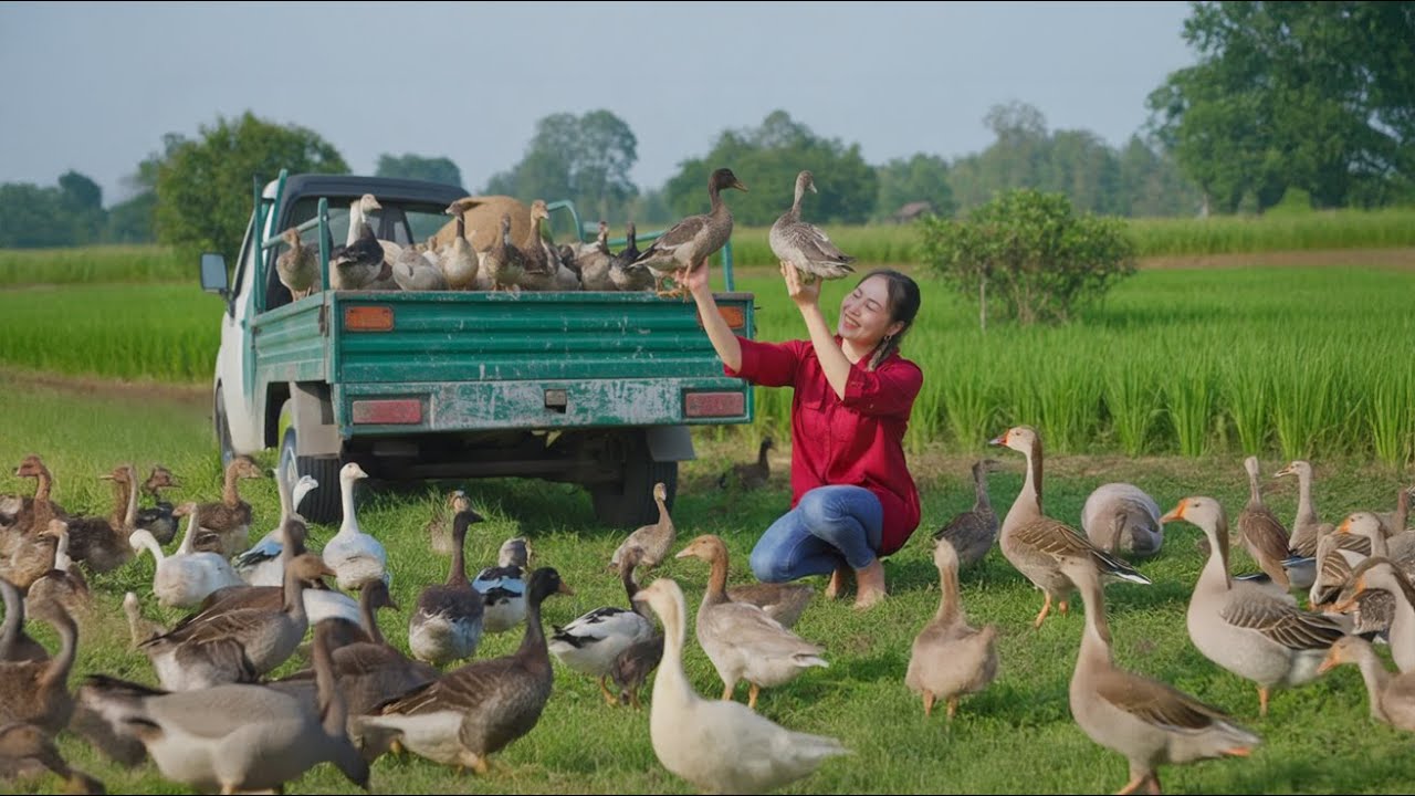 REWIND TIMELAPSE – Buy Many 1000+ Geese from Farmer Woman Go to Market ...