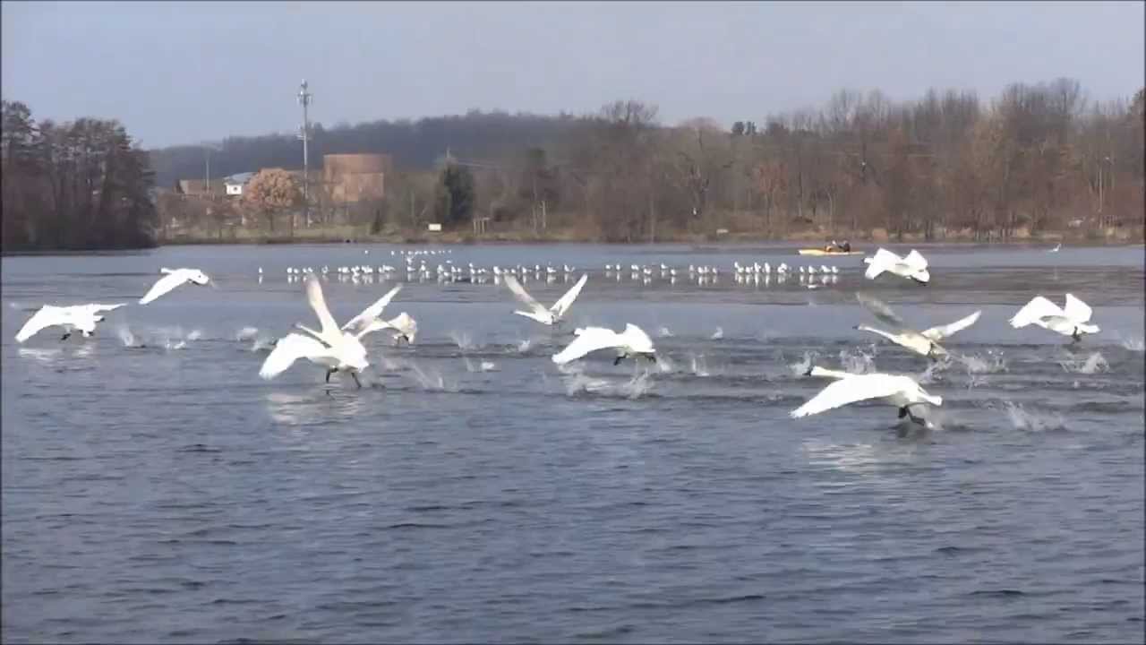 17 Trumpeter Swans Taking Off!!! - YouTube