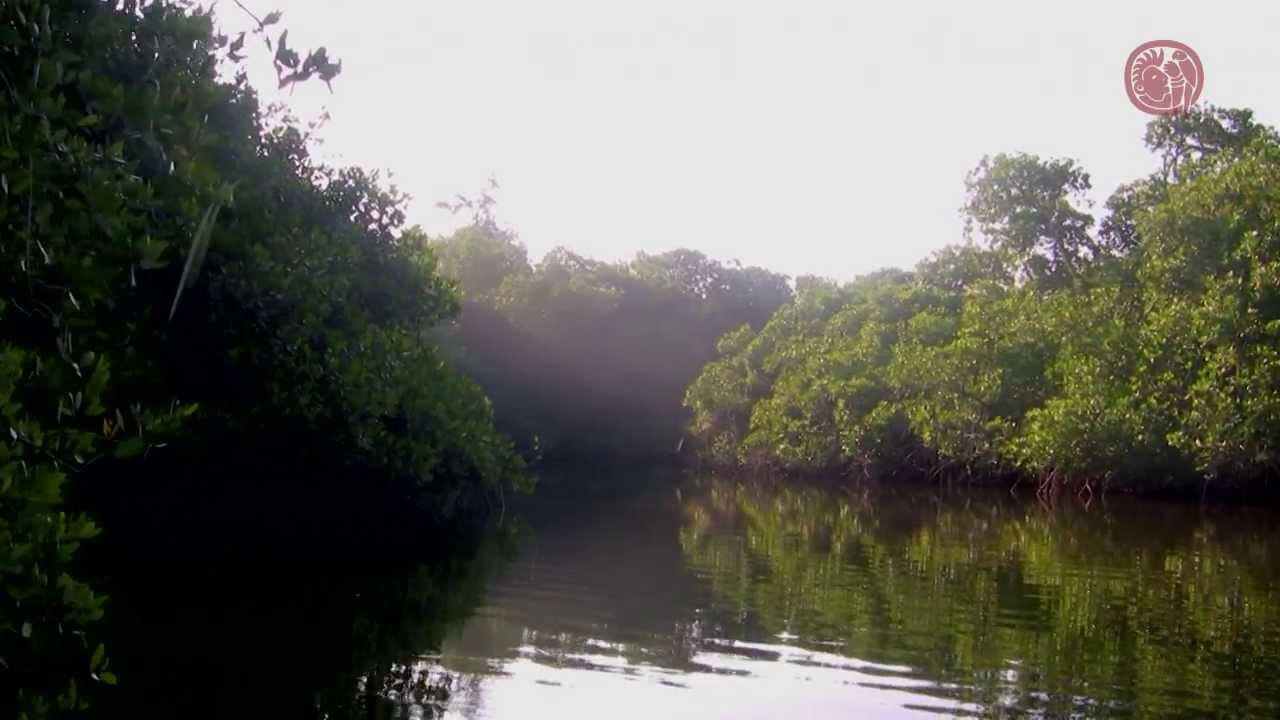 CONABIO Manglares de México Extensión, Distribución y Monitoreo - YouTube