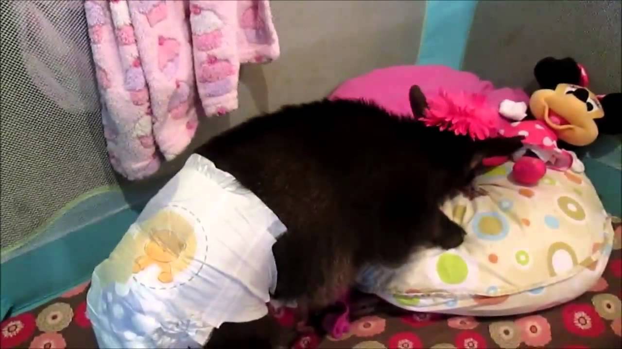 Hermosa cabra bebé derretirá tu corazón - YouTube