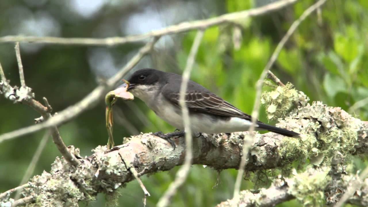 Kingbird, Frog, and a surprise Cuckoo - YouTube