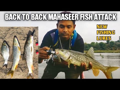 Golden Mahaseer Fish Catching//महशीर मछली का बैक टू बैक हमला 😲. - YouTube