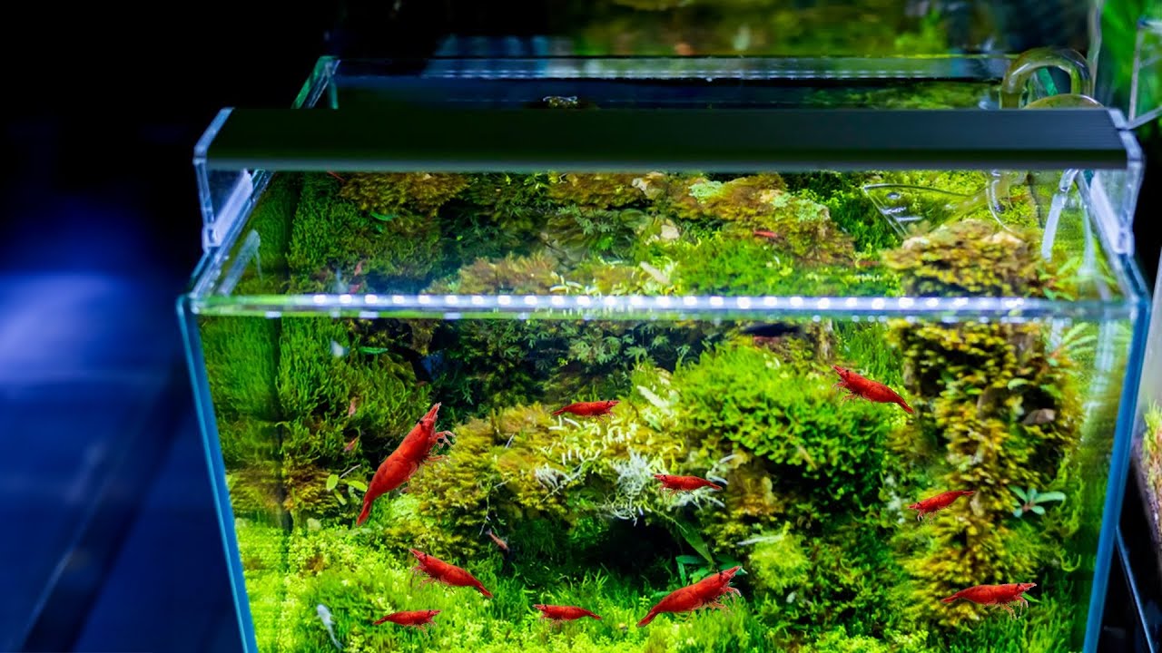 Shrimp Keeping Basic Pt3 - lights and filters - YouTube