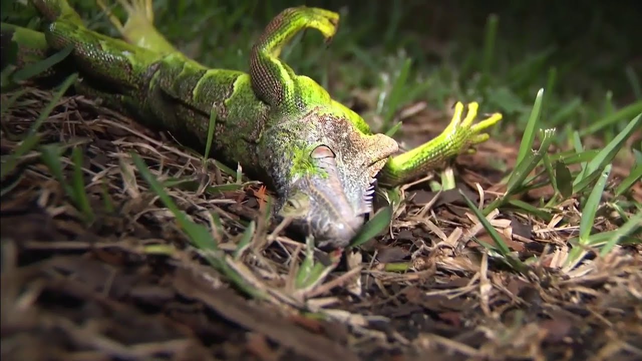 It must be cold outside because frozen iguanas are falling - YouTube