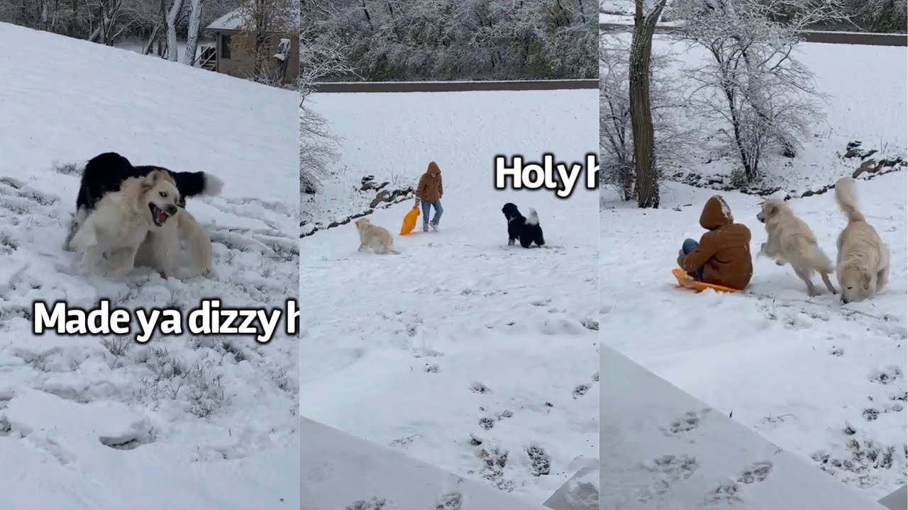 Dogs 1st Snow Day At Our New House - YouTube
