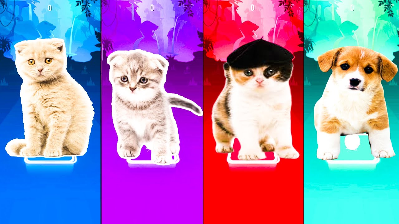 Cute Cat Justin Bieber Baby Bongo Cat Bongo Dog - The Kid LAROI STAY ...