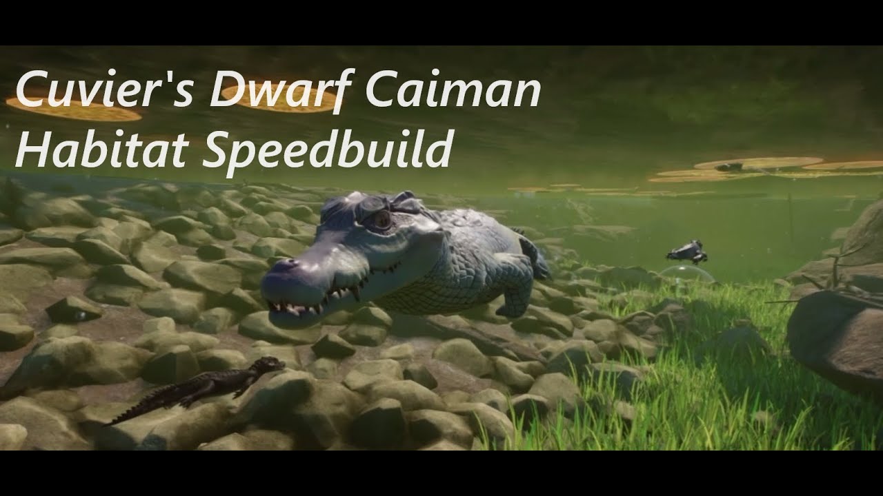 Simple Cuvier's Dwarf Caiman Habitat Speed Build | Planet Zoo - YouTube