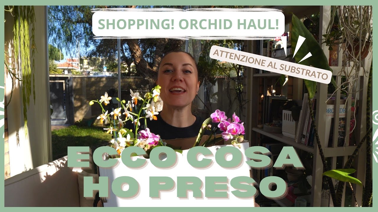 Nuovi acquisti orchid haul Sogo Vivien e phalaenopsis mini mark ...