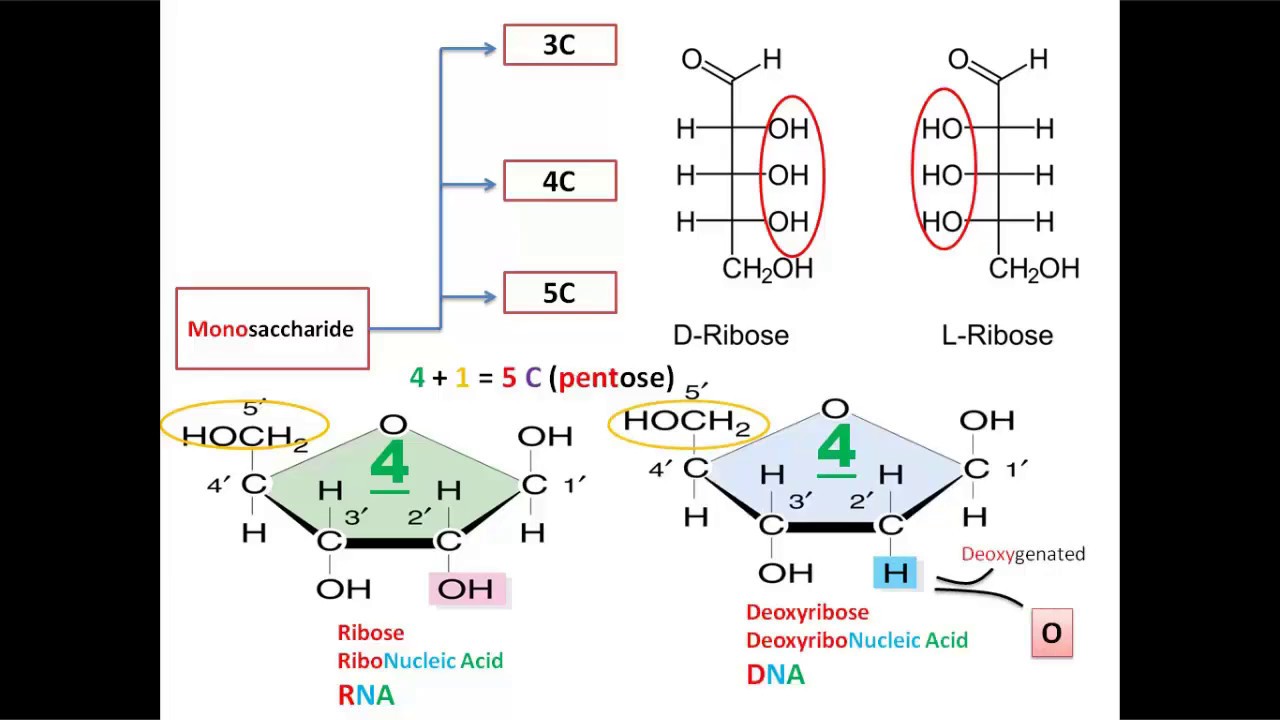 S01E06 Monosaccharides with mnemonics - YouTube