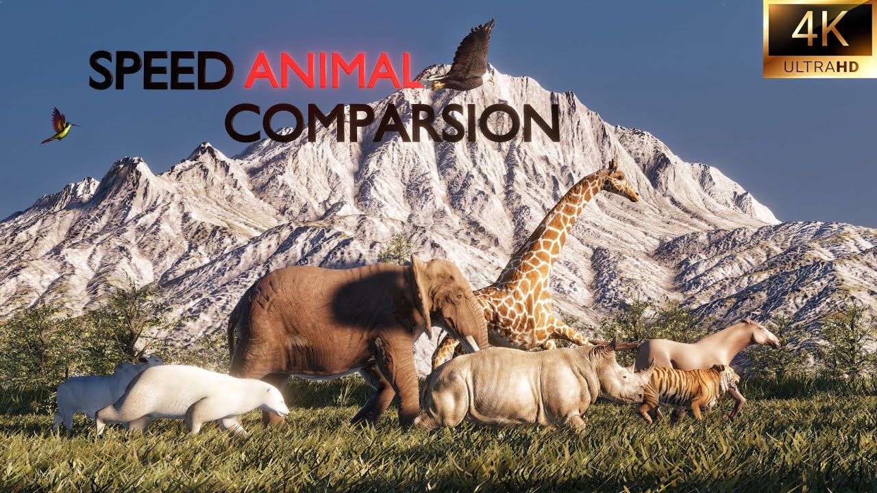 SPEED COMPARISON 3D 4K/ Which animals are the fastest?(ALL)🐂🐅 - YouTube