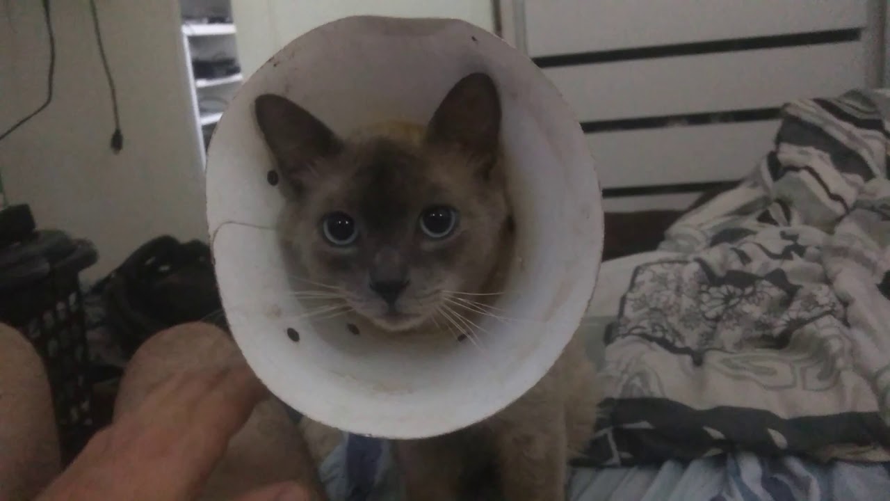 Meu gato dodói usando cone - YouTube