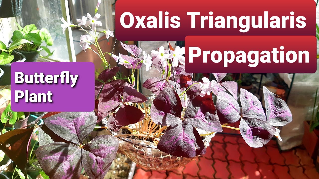 Oxalis Triangularis or Butterfly Plant Propagation - YouTube